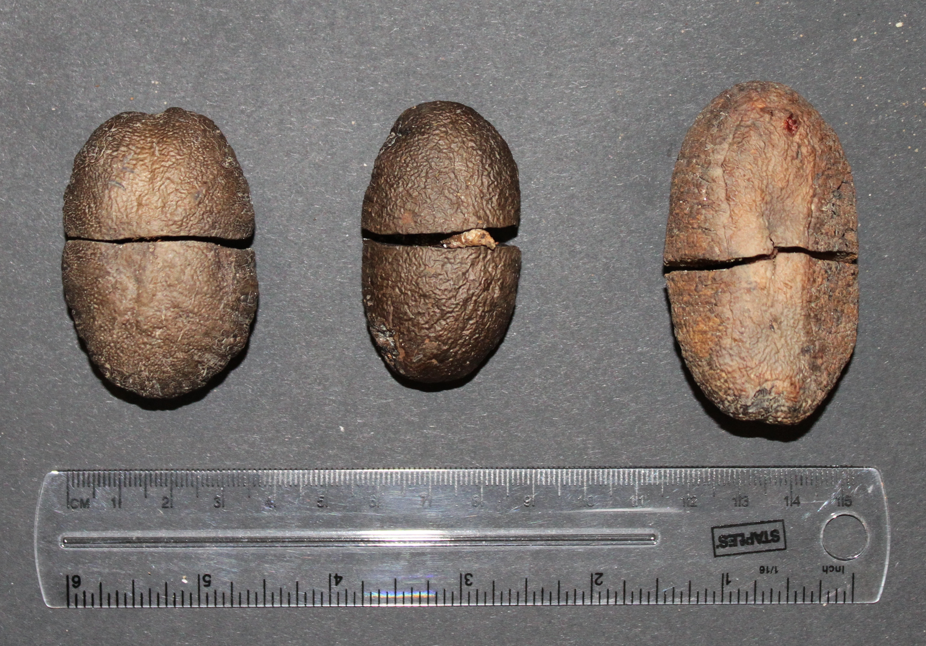 Aglaia cucullata: Drift seed – FRUIT & SEEDS OF BORNEO