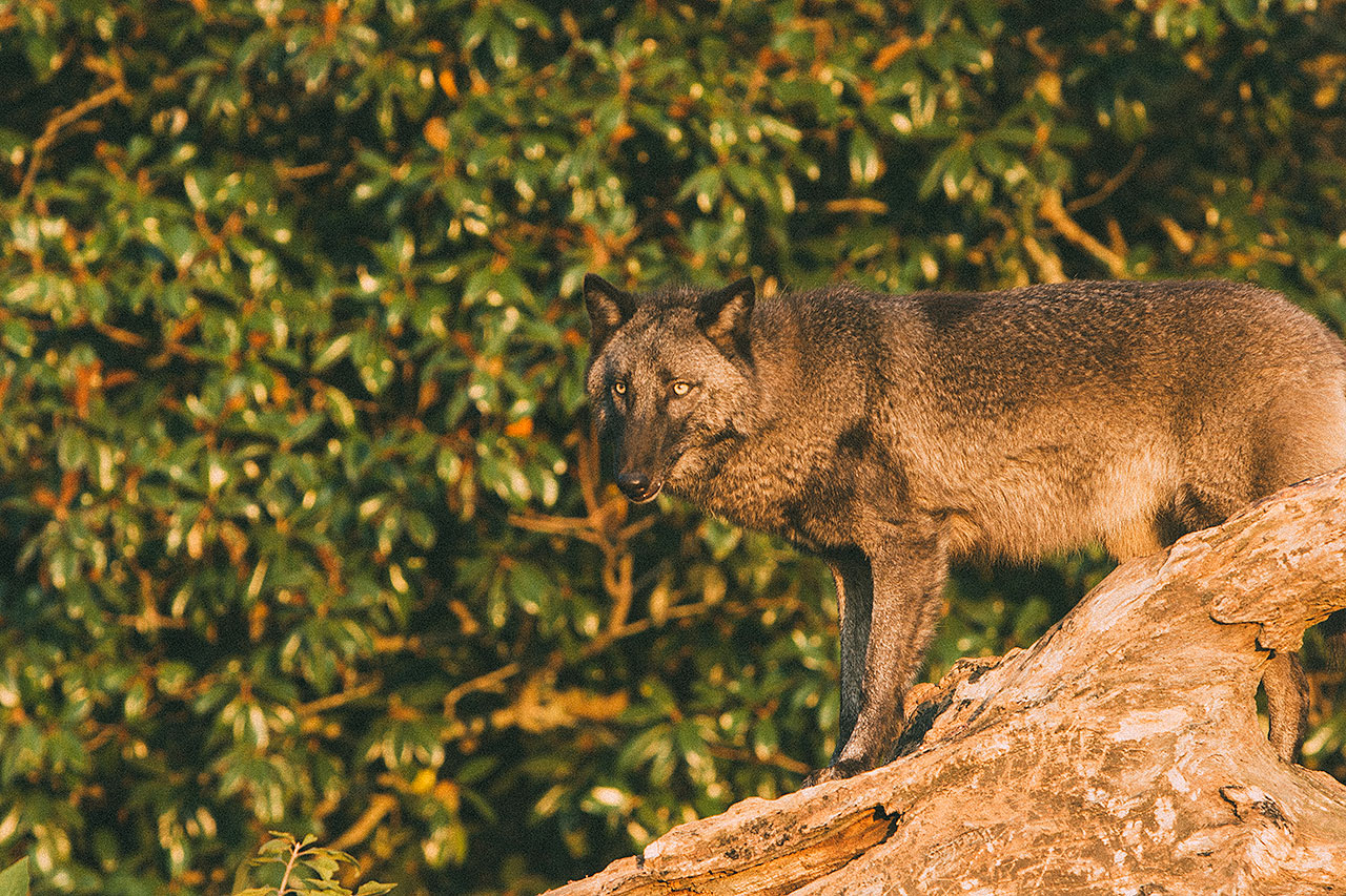 Wild Visit to Seacrest Wolf Preserve, Florida