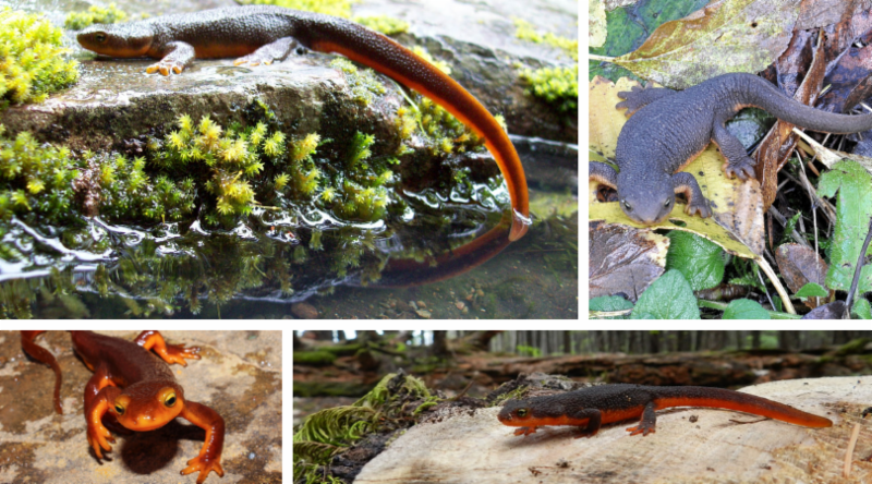 Animals in Winter: Rough-skinned Newt - SHADOW Lake Nature Preserve