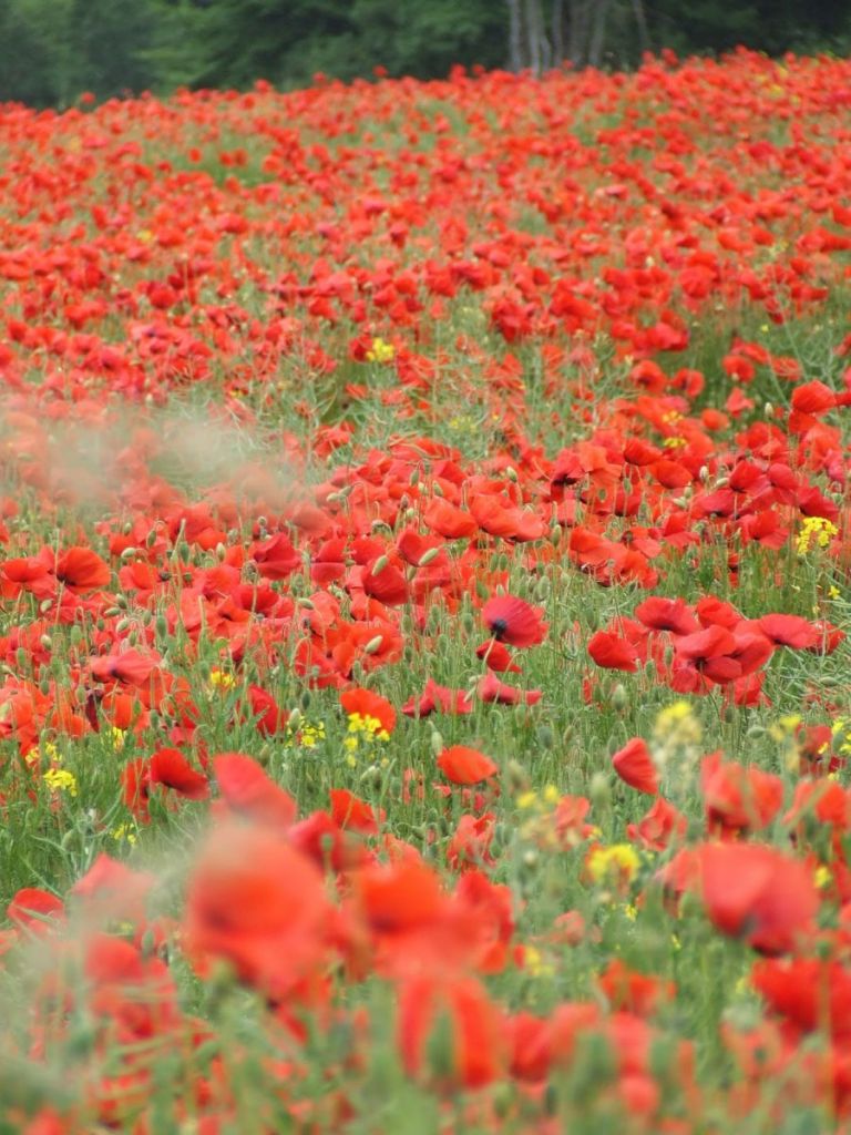 the poppy fields of Normandy - MY FRENCH COUNTRY HOME