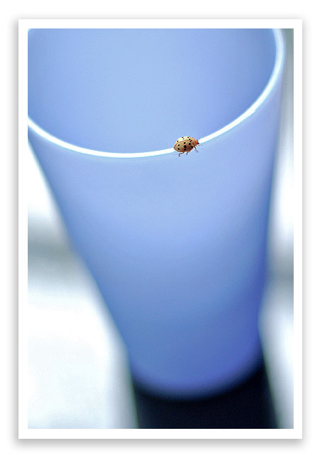 Ladybugs and Dust Bunnies - She Wears Many Hats