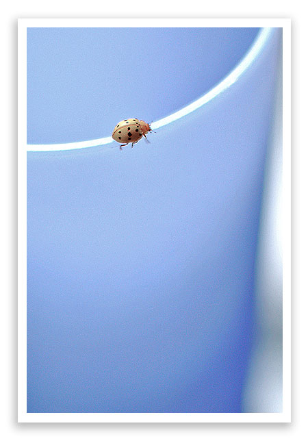 Ladybugs and Dust Bunnies - She Wears Many Hats