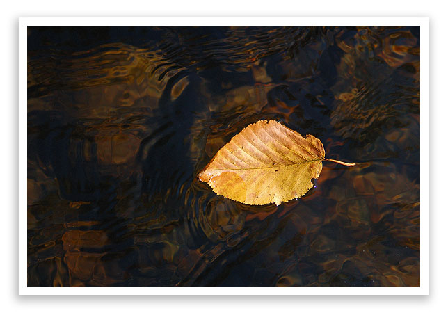 I fall for leaf colors.