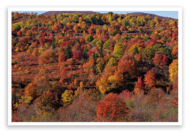 I fall for leaf colors.