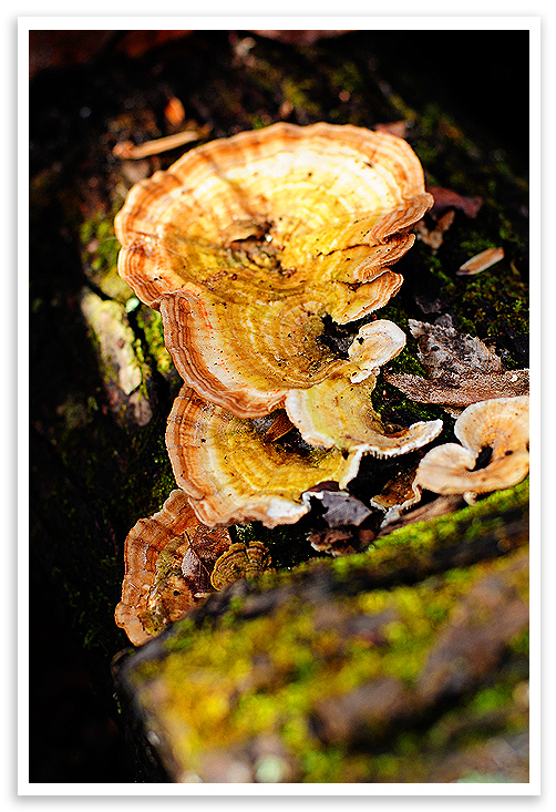 There's fungus among us.