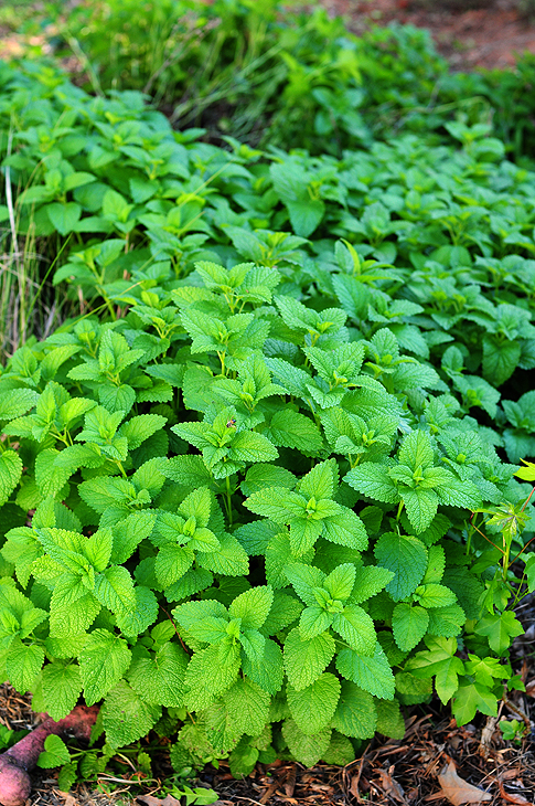 Lemon Balm