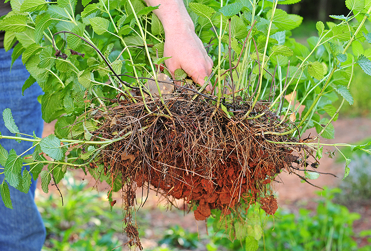 Lemon Balm