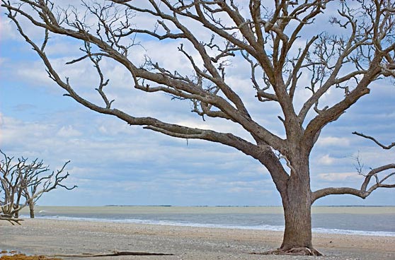A trip to Botany Bay.