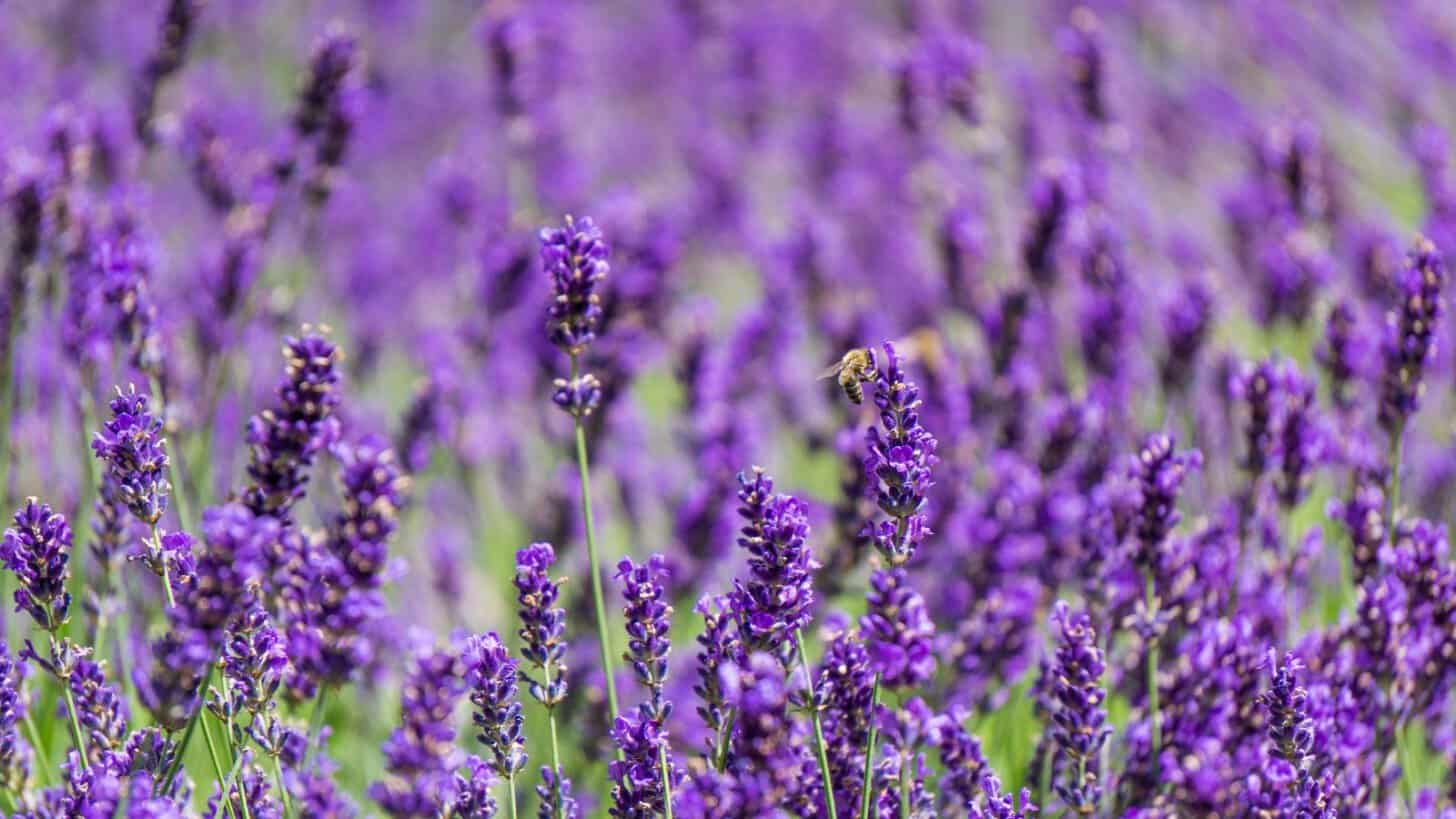 Lavendel in je eten - wat kun je ermee doen? - Simone's Kitchen