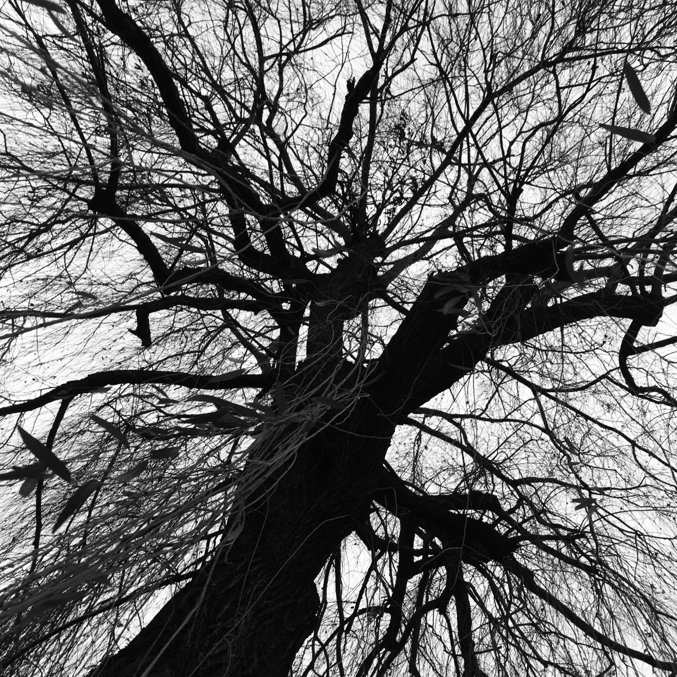 Winter Tree winter-tree