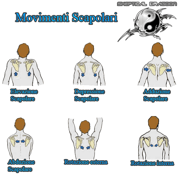 Scapole Adduzione Depressione Elevazione Protrazione - Guida ai ...