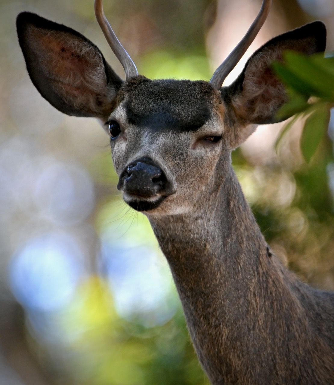 Curious Young Buck – Sonoma Mountain Ecology Notes