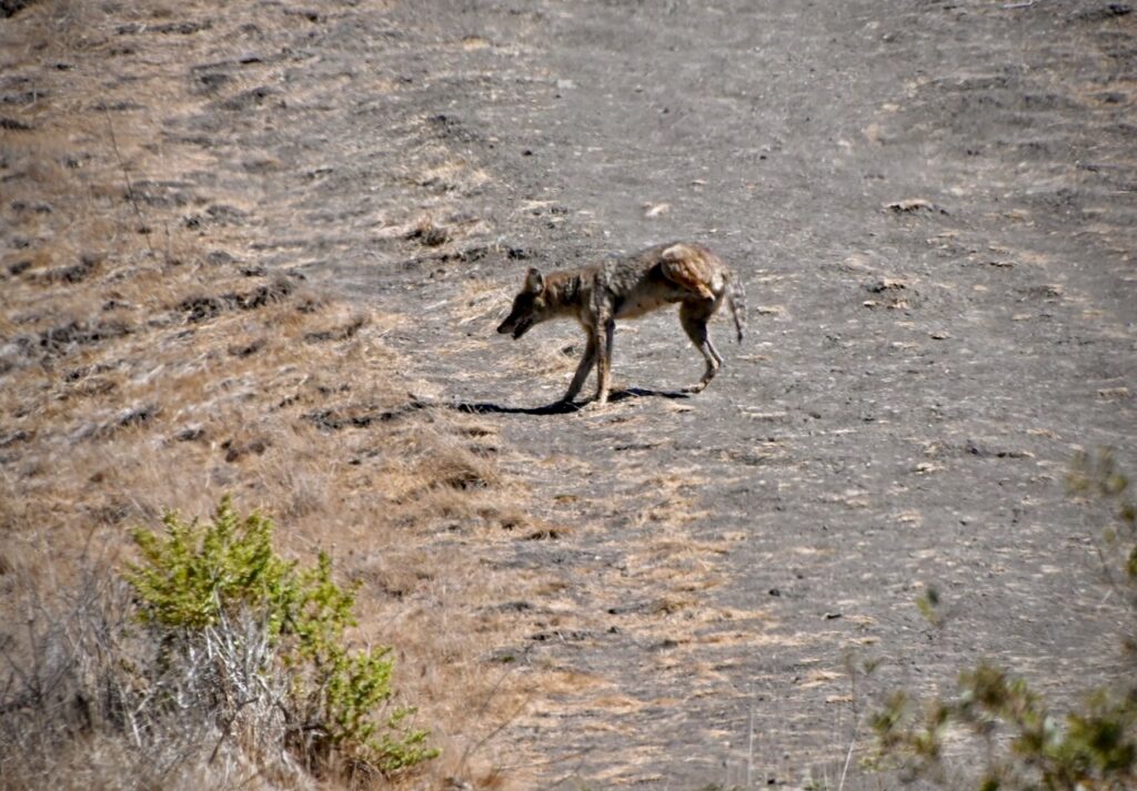 An unwell Coyote – Sonoma Mountain Ecology Notes