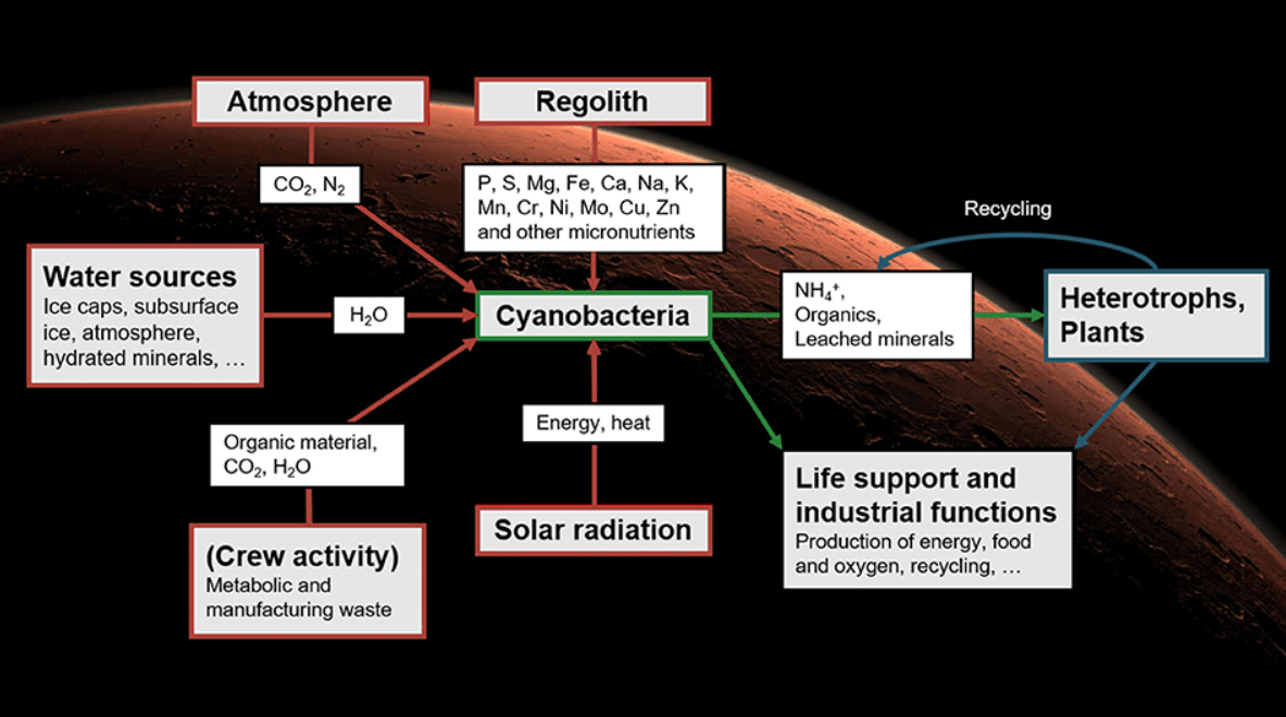 Cyanobacterium-Based Life-Support Systems on Mars – Space Settlement ...