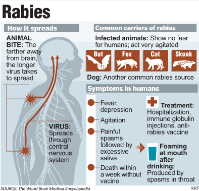 Understanding rabies can protect pets and their owners - Brought To You ...