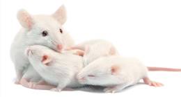 Must Know How Many Babies Does A Mouse Have Article BABBIESXD