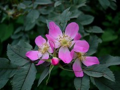 Rosor | Trädgårdsliv & Design