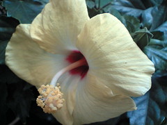 Gardens in Japan: Hibiscus for hot summer days | NATURE IN JAPAN