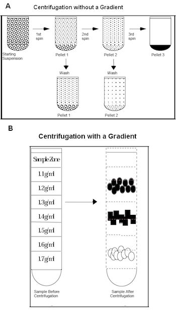 Schematic Diagram Of Cell Fractionation