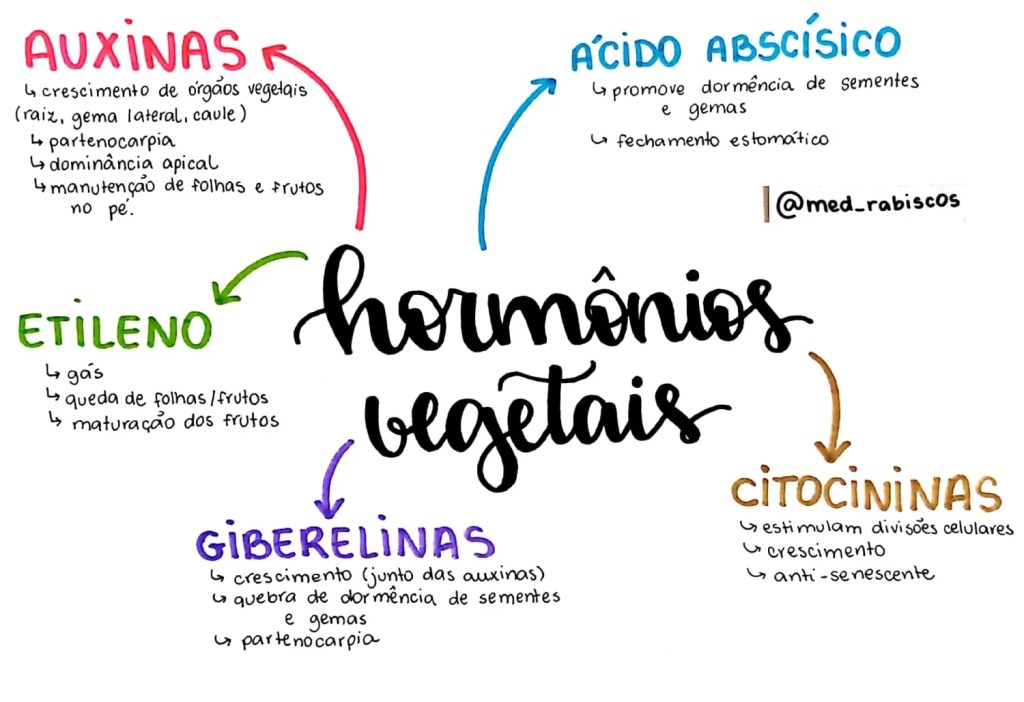MAPA MENTAL SOBRE HORMÔNIOS VEGETAIS - STUDY MAPS