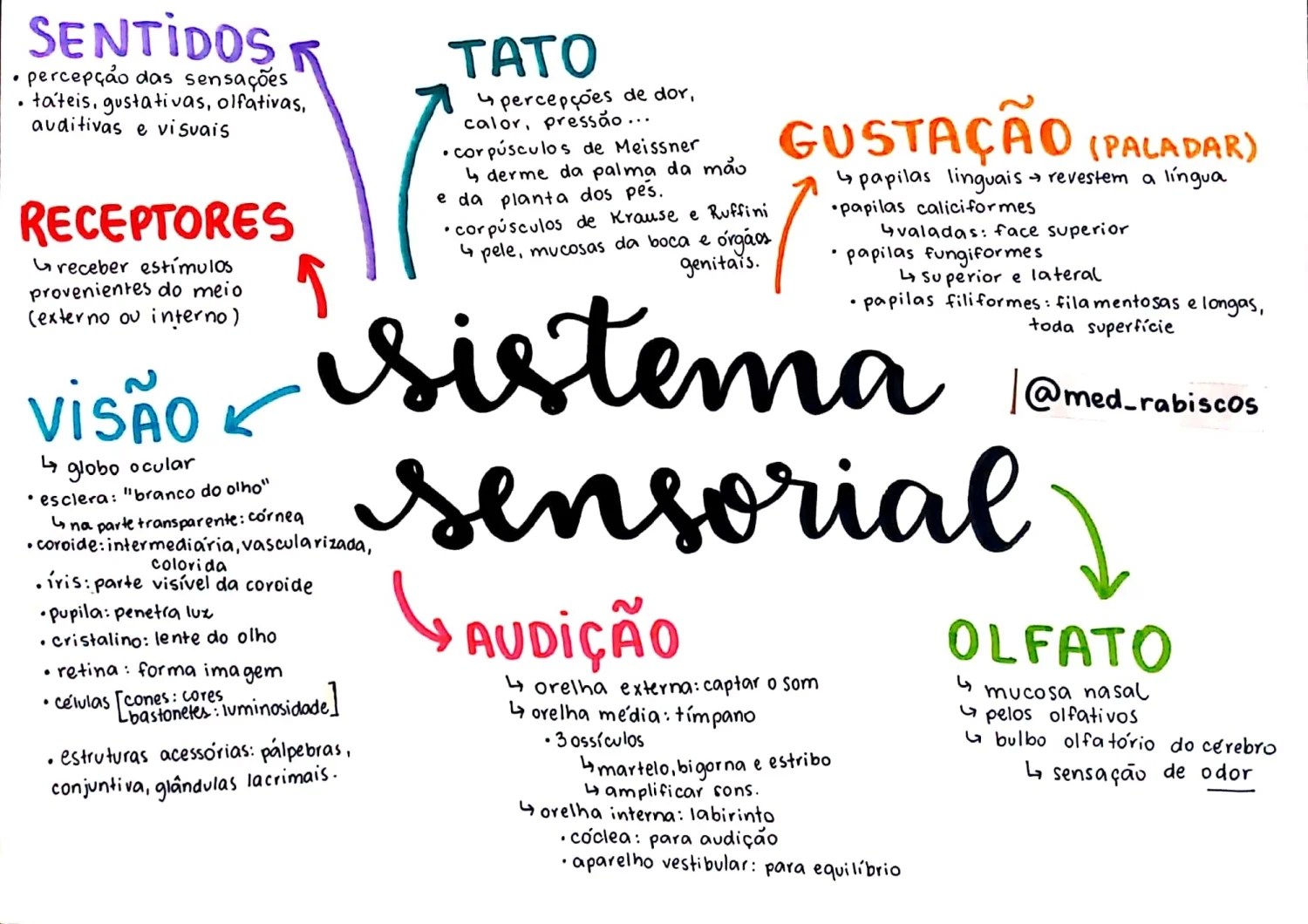 MAPA MENTAL SOBRE SISTEMA SENSORIAL - STUDY MAPS