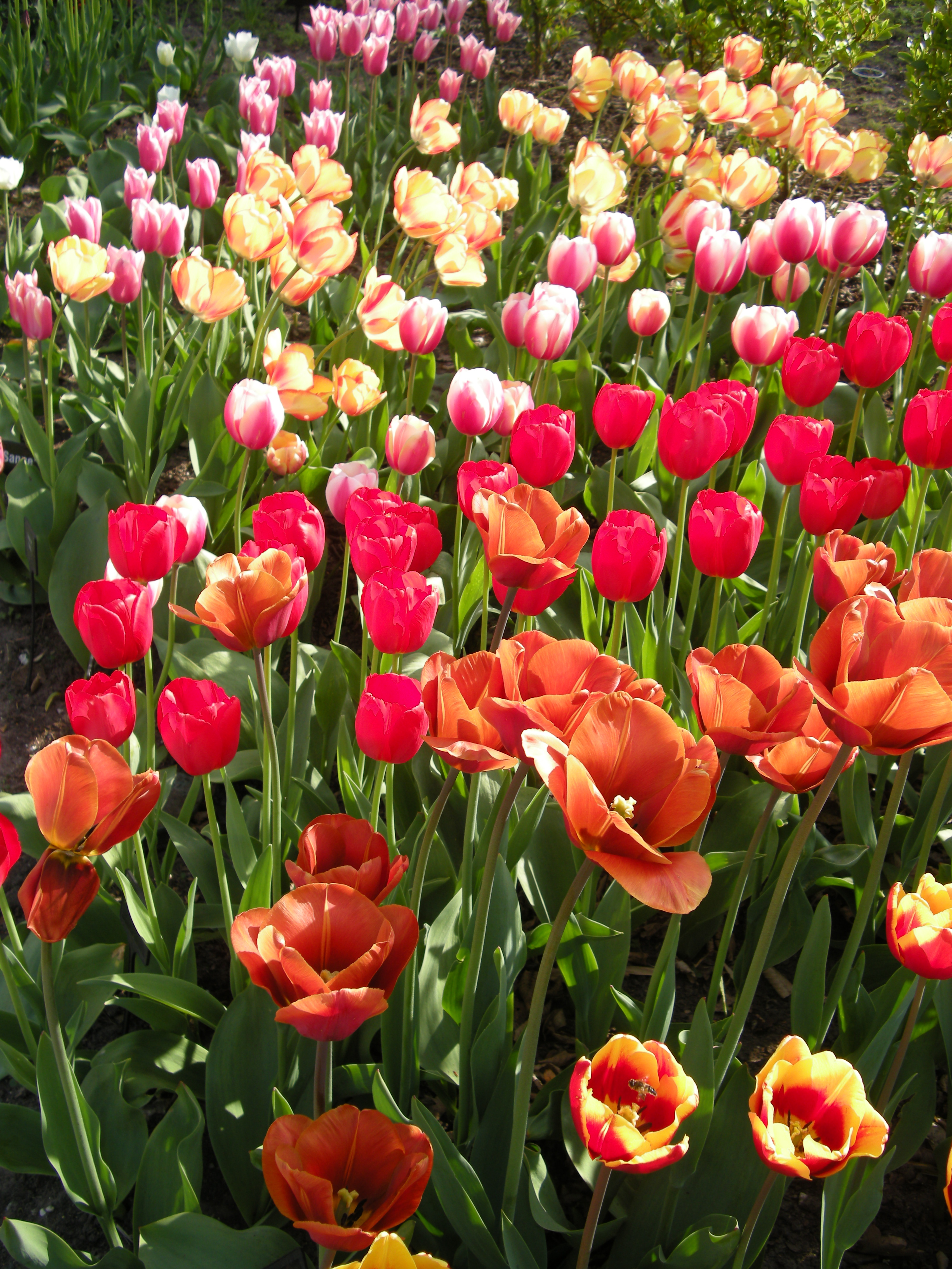 Tulips in Surrey | The Surrey Edit