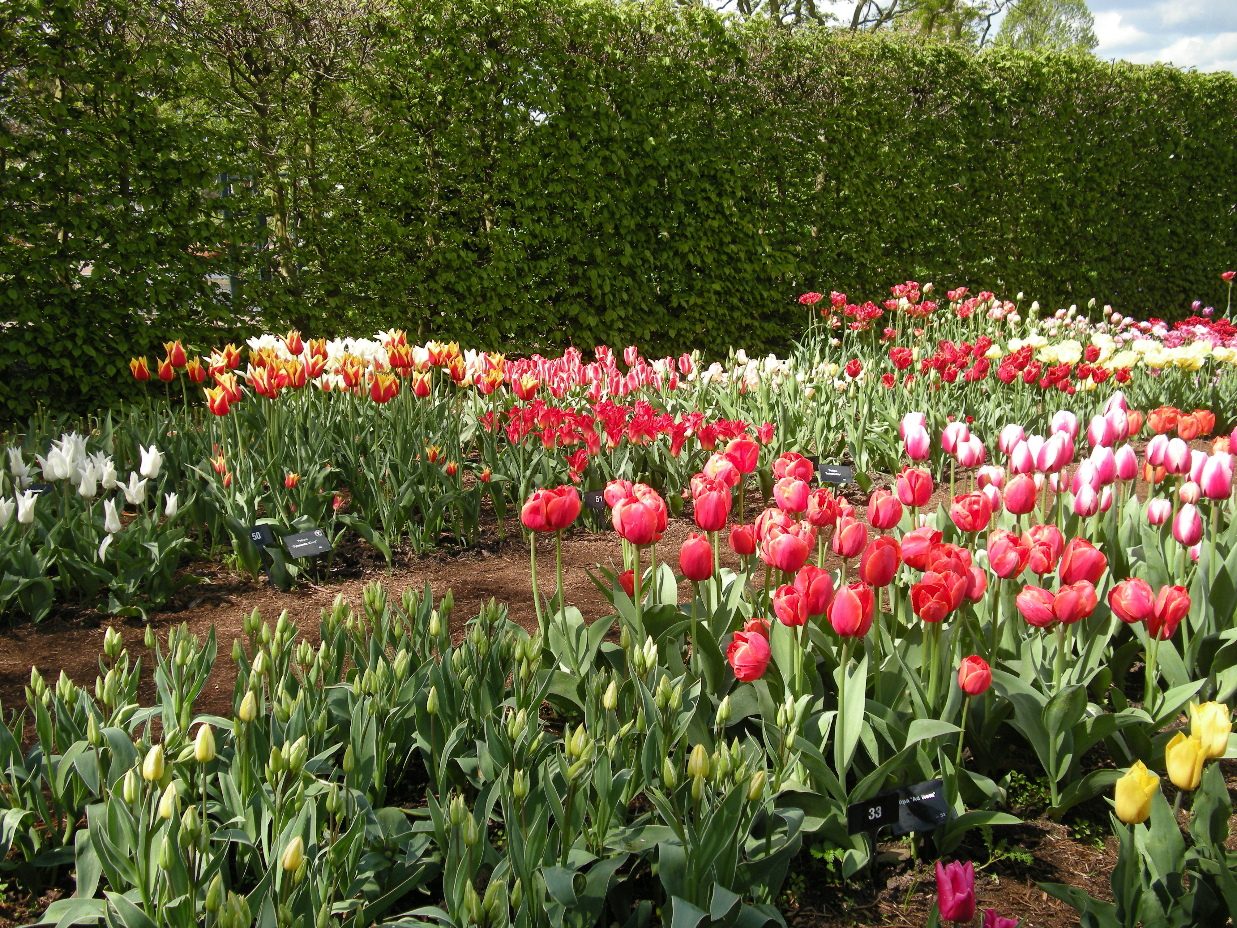 Tulips at RHS Wisley 2015 - The Surrey Edit