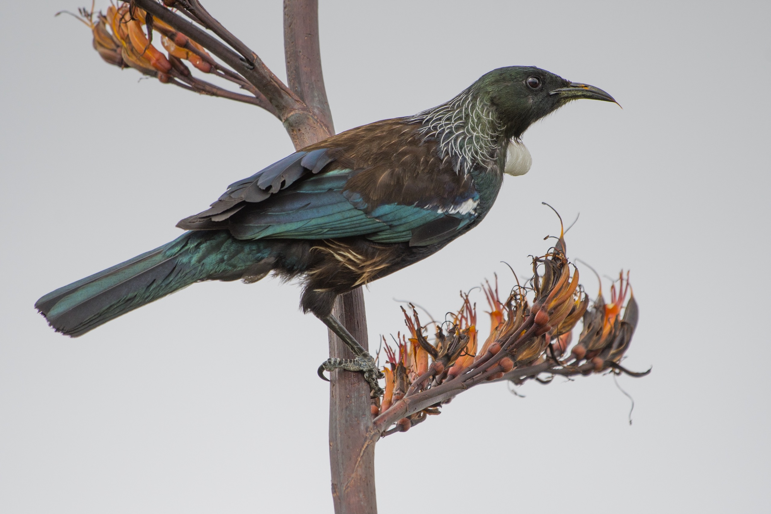 Tui on flax