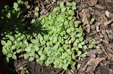 EZ way to start your own Inca Berry from seed ...