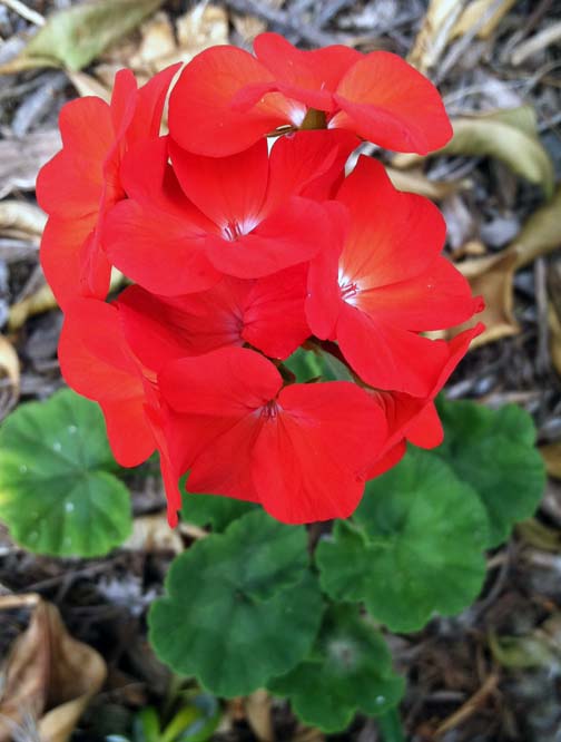 Gopher Resistant Plants: Truth & Fiction - TastyLandscapeTastyLandscape