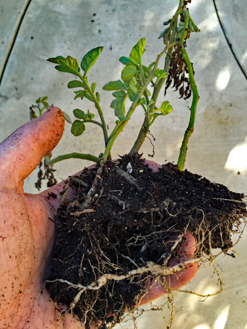Root Knot Nematode: Diagnosis & Treatment - TastyLandscapeTastyLandscape