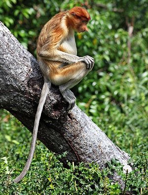 Proboscis Monkey Picture Desktop