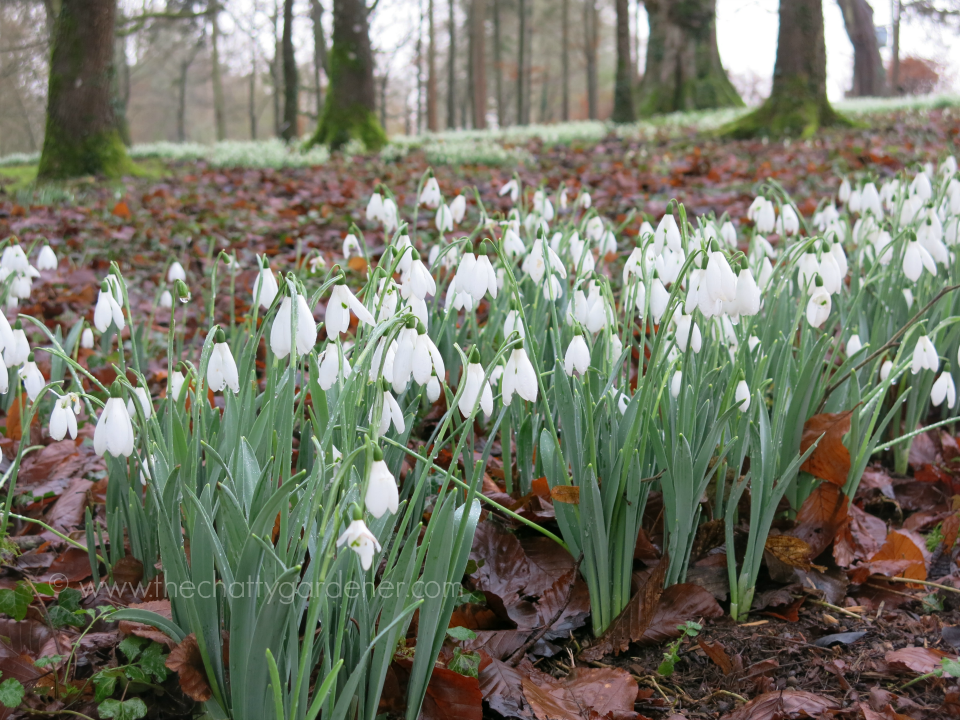 Discovering snowdrops at Colesbourne Park - The Chatty Gardener