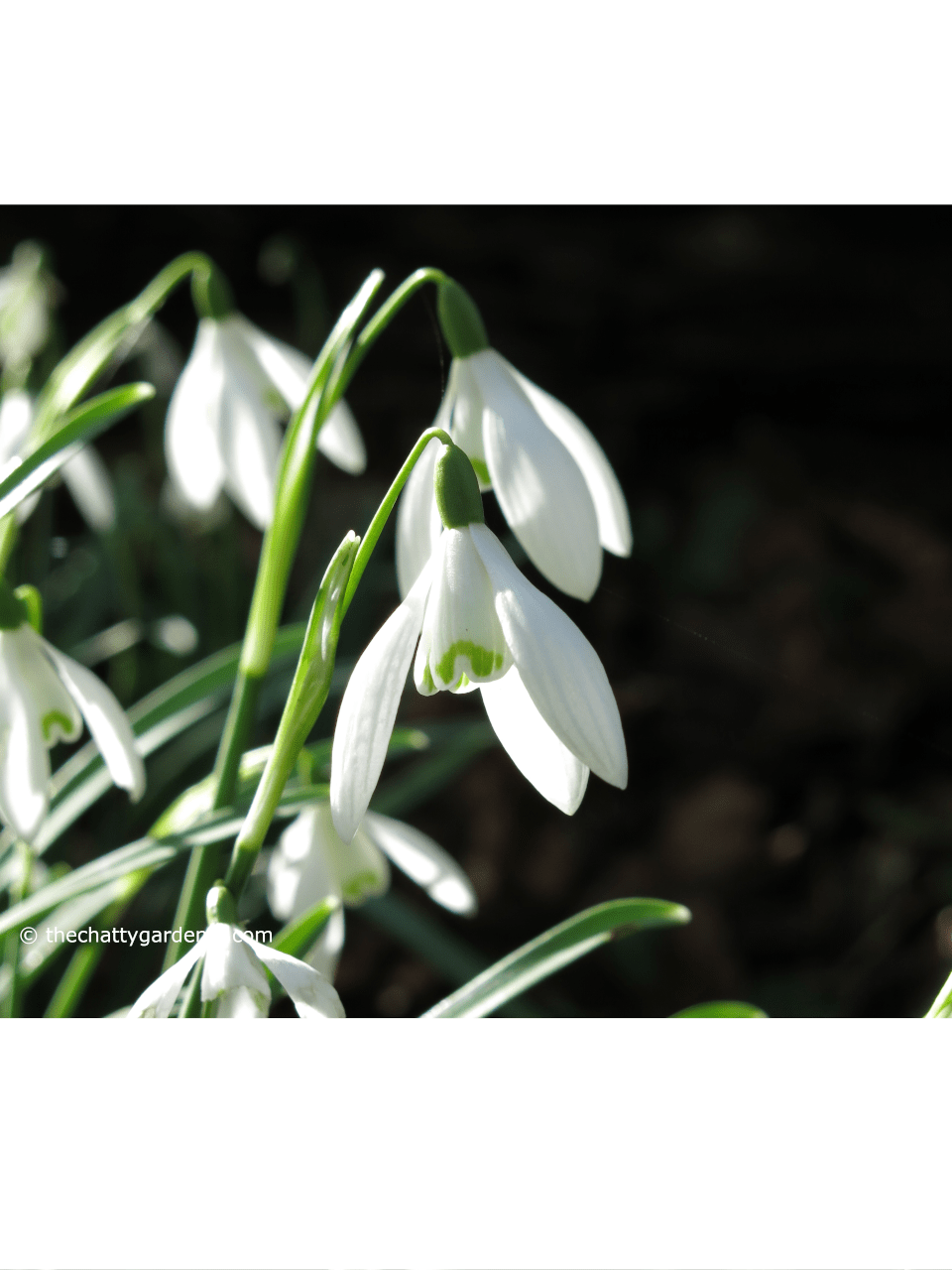 Cotswold Snowdrop Gardens 2020 - The Chatty Gardener