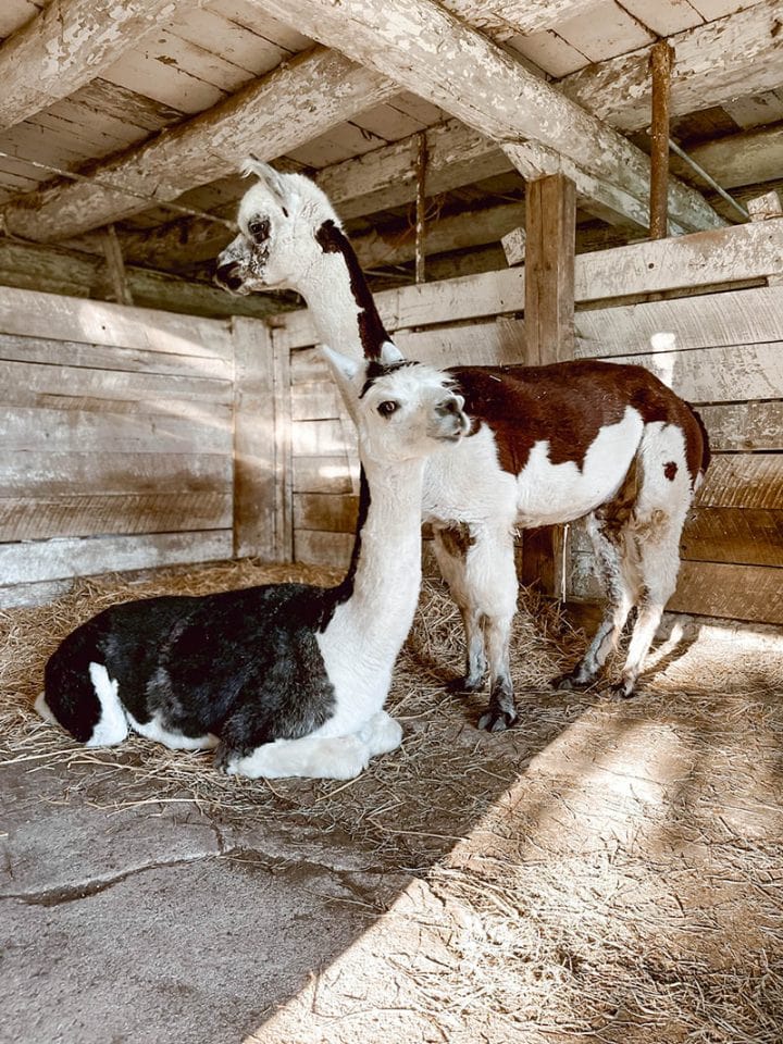 Fabulous and Fresh Farmhouse DIYS and Ideas - The Cottage Market