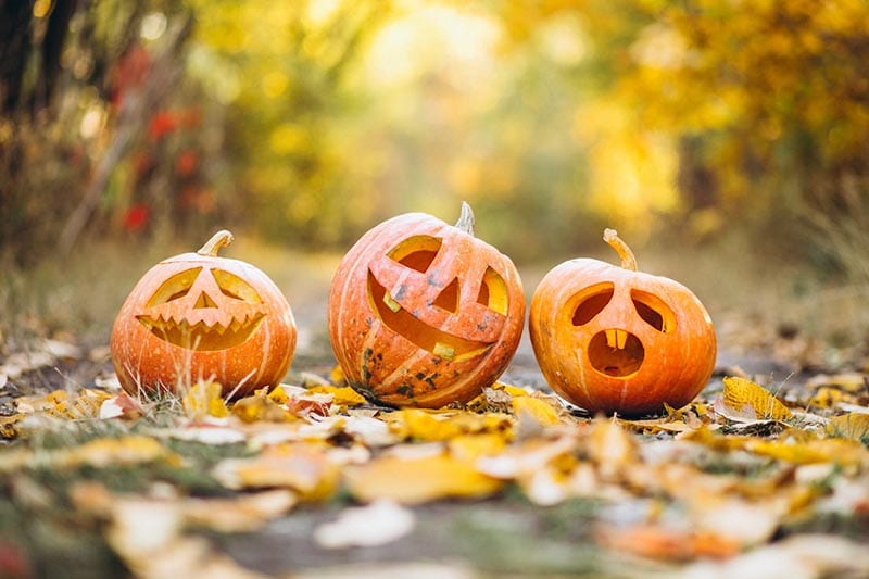The 10 Best Ways to Enjoy the Beginning of Autumn! - The Cottage Market