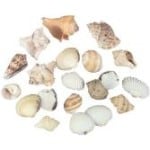 Printable Shell Sorting Mat - The Crafty Classroom