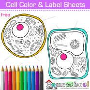 Cell Coloring Page The Crafty Classroom