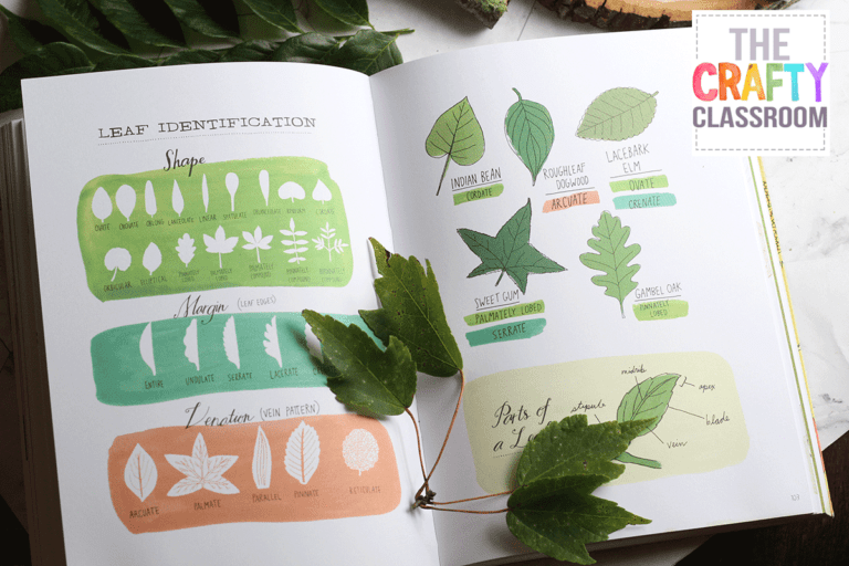 Free Trees Unit Study - The Crafty Classroom