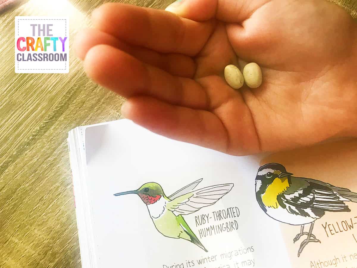 Hummingbird Unit Study - The Crafty Classroom