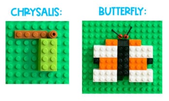 Butterfly Unit Study - The Crafty Classroom
