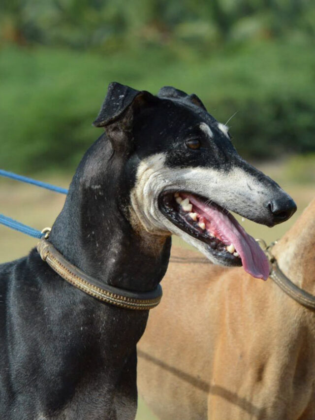 23 Best Indian Dog Breeds You’ll Adore Story - Thedogsnobs