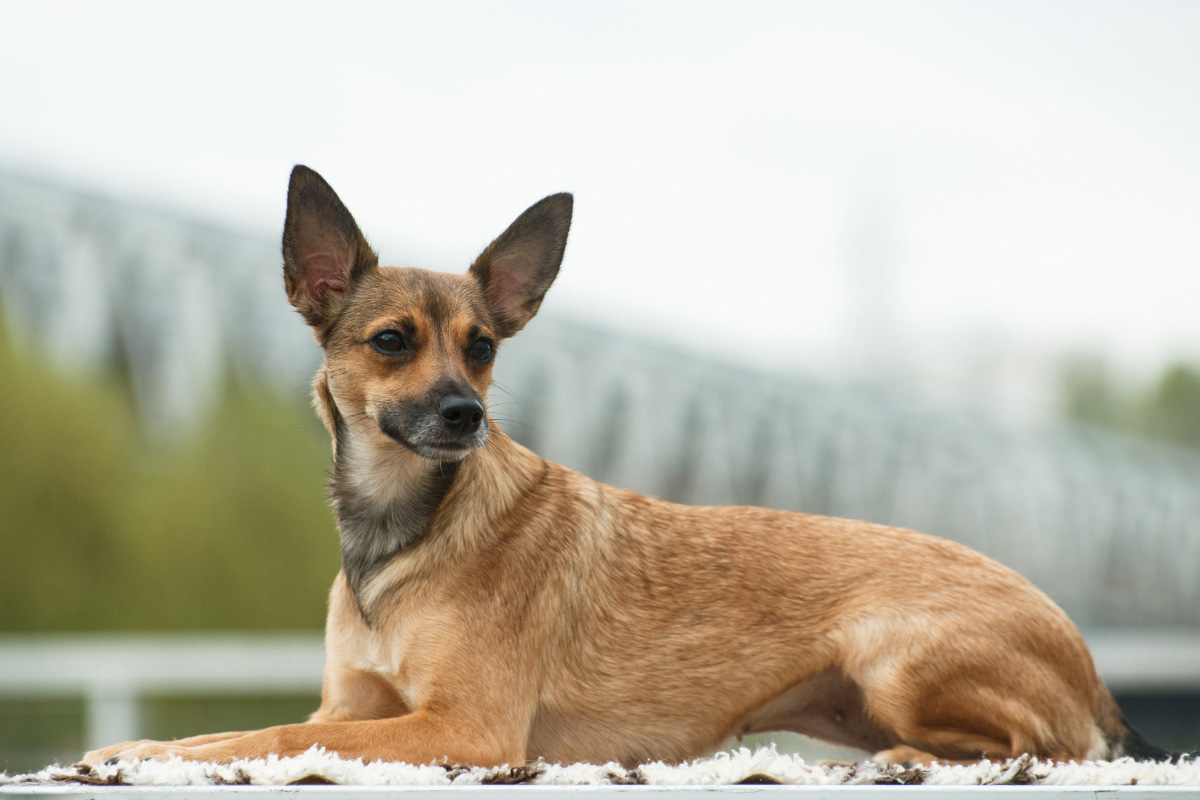 23 Weird Dog Breeds (With Pictures) You Might Not Know I Dog Snobs