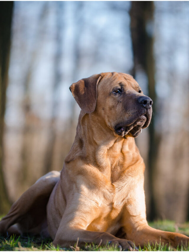 27 Most Dangerous Dog Breeds In The World Story - Thedogsnobs