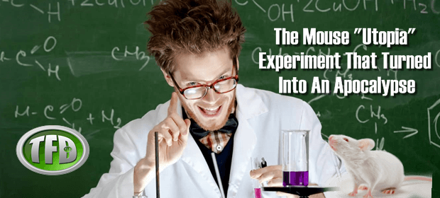 The Mouse "Utopia" Experiment That Turned Into An Apocalypse - The ...