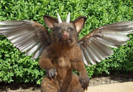 bizarre taxidermy