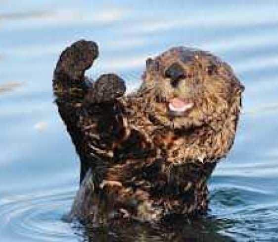 21 Funny Pictures of Otters