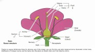 How Often Do Flowers Produce Pollen Top Resep How Often Do Flowers Produce Pollen Top Resep