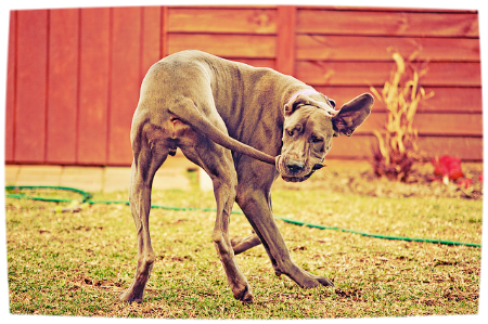 Chasing your tail | The Sea Log