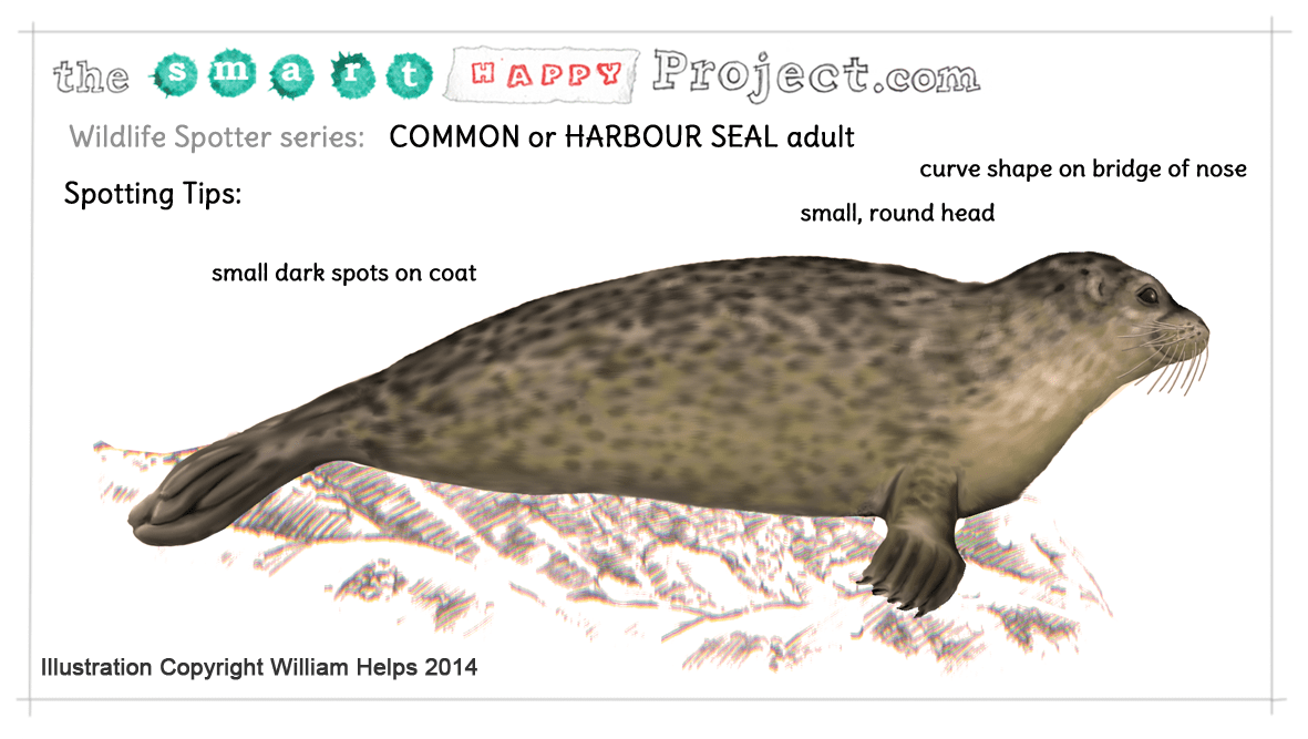 Wildlife art meets childrens illustration - The Smart Happy Project